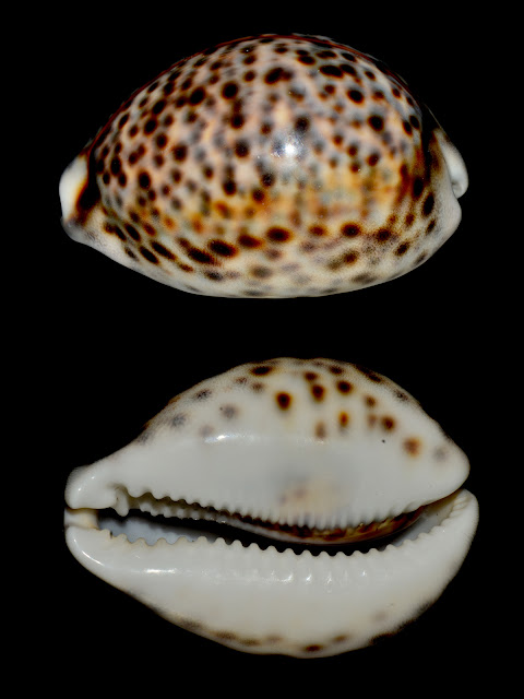 Real Monstrosities: Tiger Cowrie