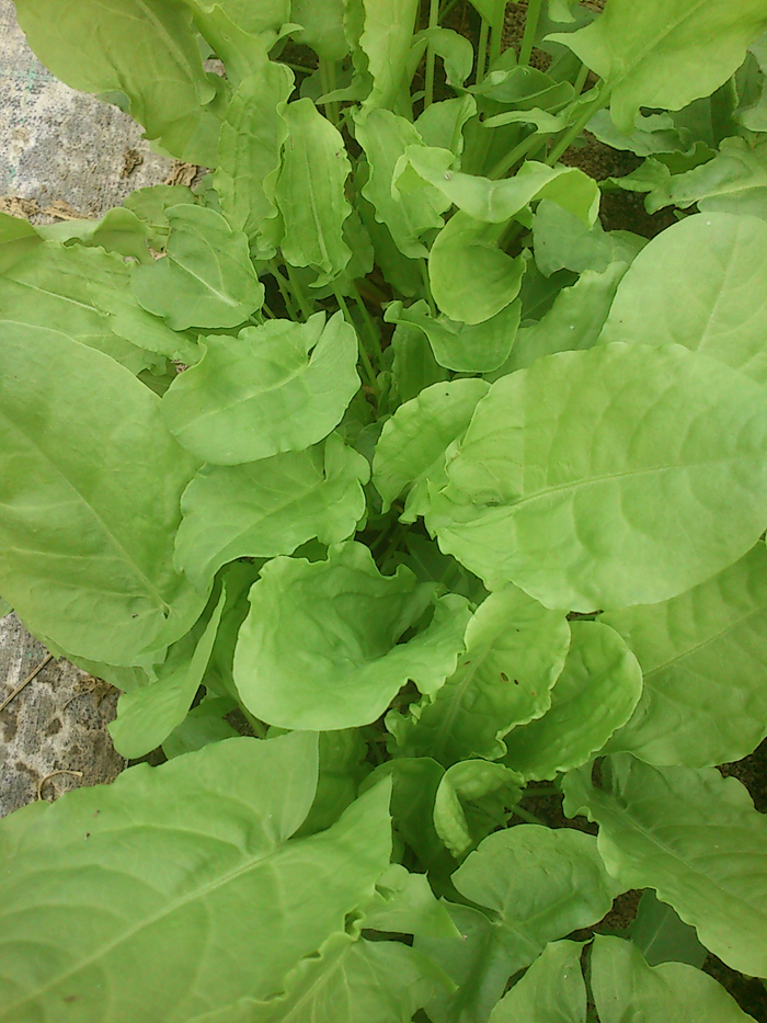 Badia Verde: Acedera (Rumex Acetosa)