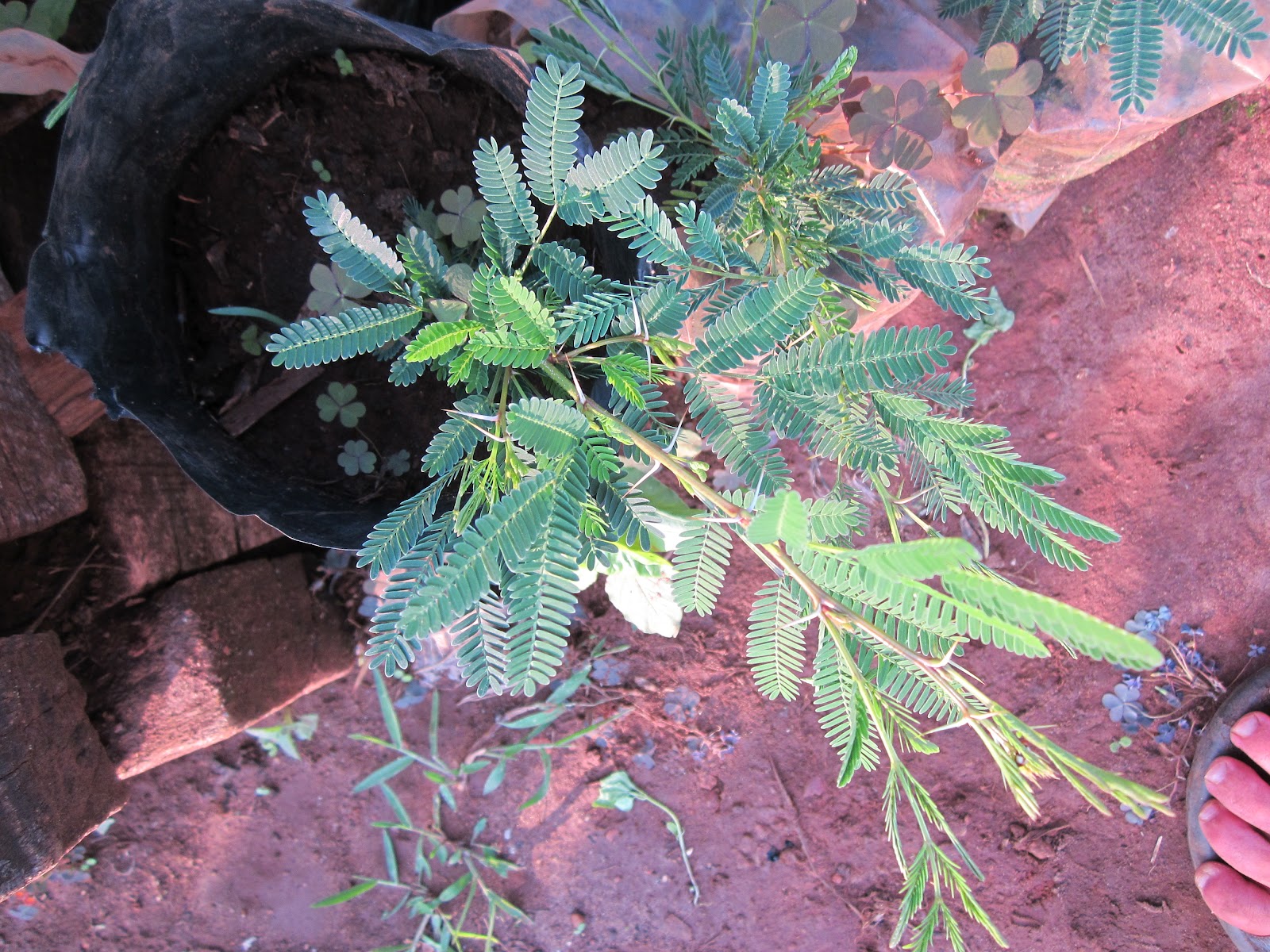 A Garden Love Affair in Rwanda: History of the Agahozo Shalom Nature Park