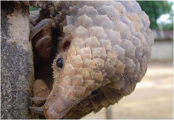 Los Animales: Los animales poco conocidos