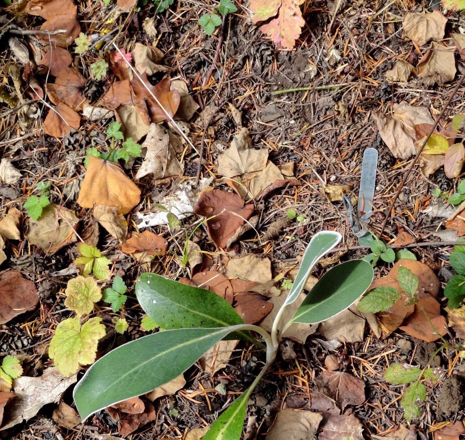 danger garden: A walk at the Leach Botanical Garden