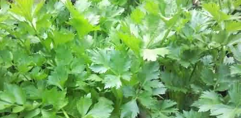 Manfaat Daun Seledri Bagi Kesehatan | Pusat Informasi Terupdate