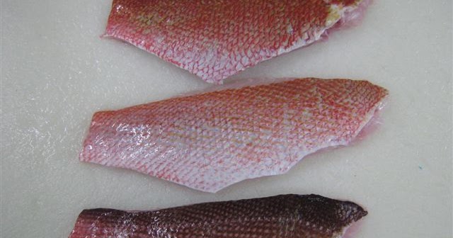 Frozen Red Snapper Fillets - Mud Crab Exporters, Mud Crab Manufacturers ...