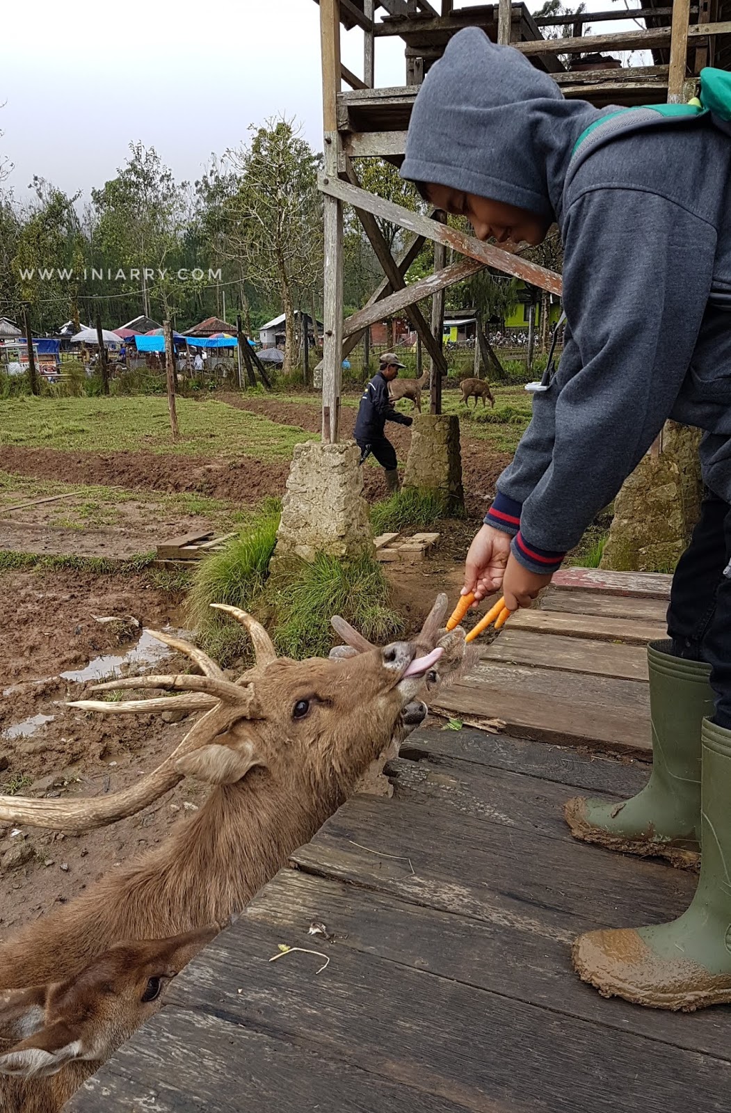 Bermain Dan Memberi Makan Rusa Di Penangkaran Rusa Kampung Cai Ranca ...