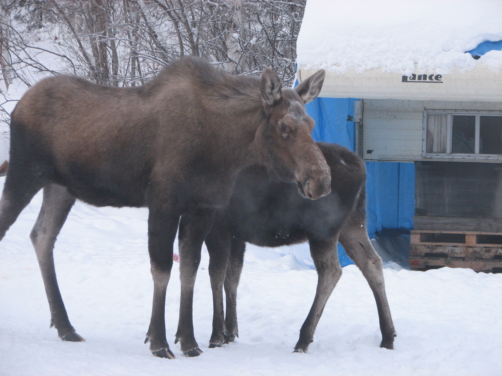 A Family is an Adventure: Charging Moose!