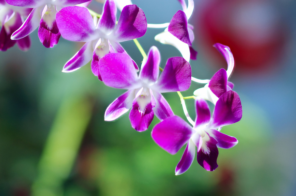 Alam Mengembang Jadi Guru: 13 Jenis Anggrek nan Indah