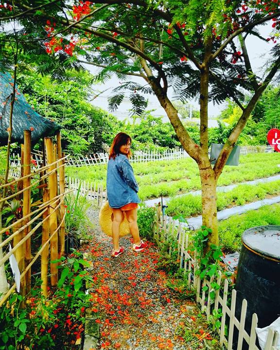 Lemon GreenTea: PhilNoni x Stevia: World's super anti-oxidants