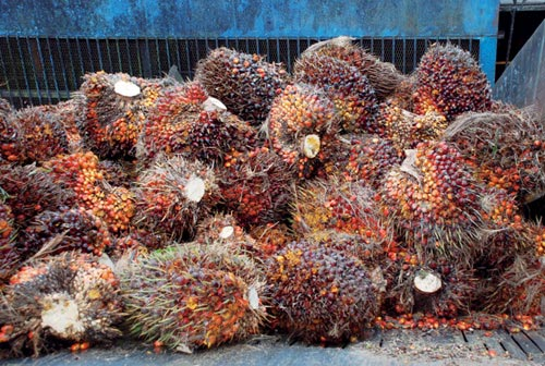 Kelapa Sawit | Palm Oil | Kernel Oil | Biodiesel | Industrial ...