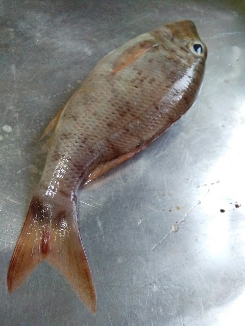 Kenali Hasil Laut dari Tambisan - Amie's Little Kitchen