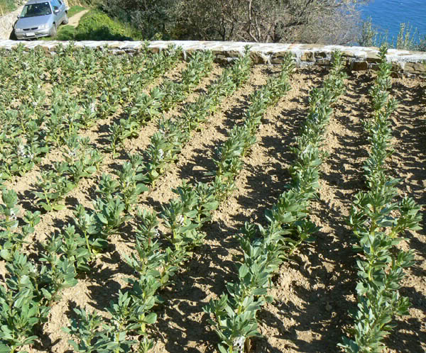 amicidellortodue: Fave a fine inverno