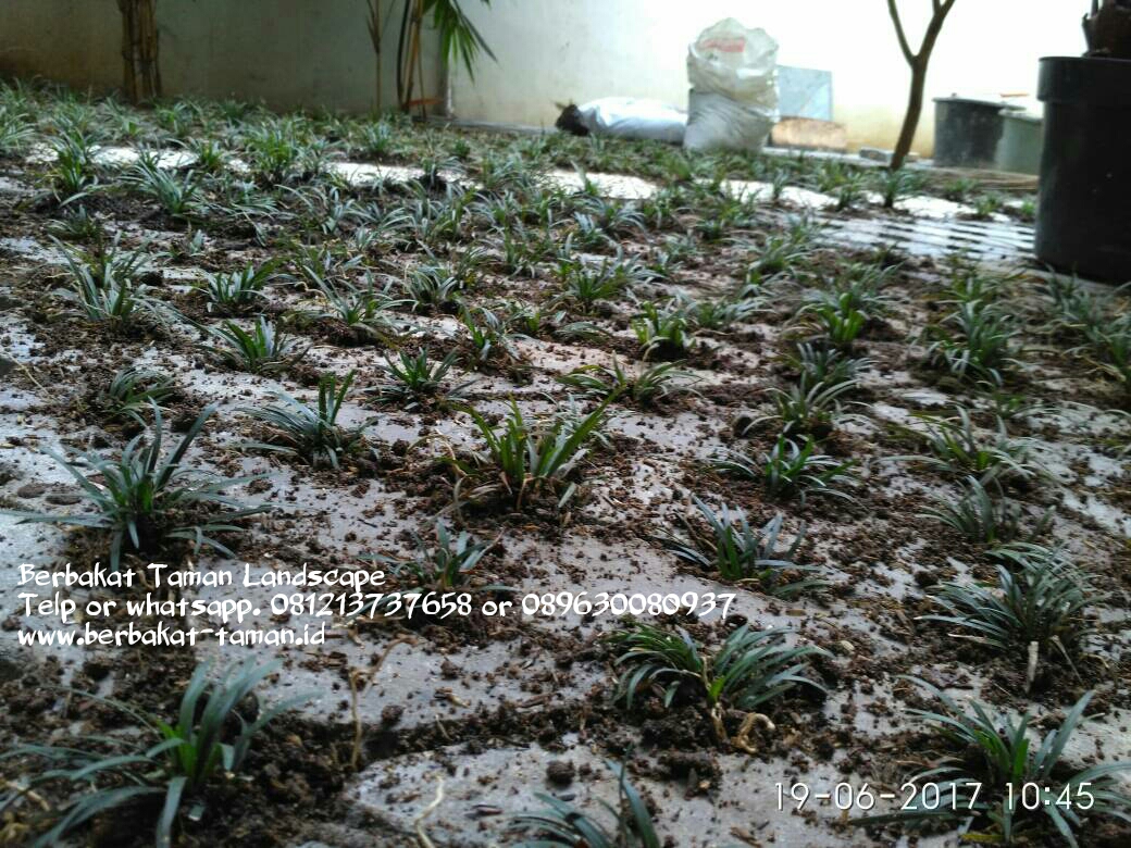 Jual Kucai Mini Tanaman Hias Pengganti Rumput - Tukang Taman Minimalis ...