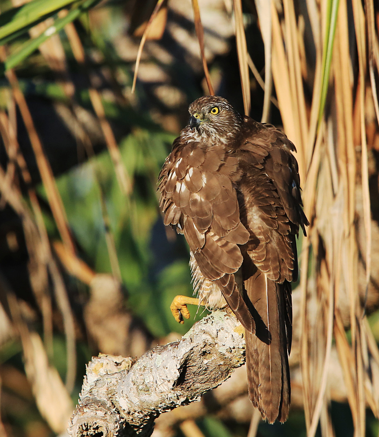 tyto tony: June 2016