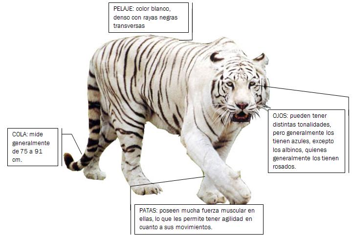 Jorge Petriette: Infografias