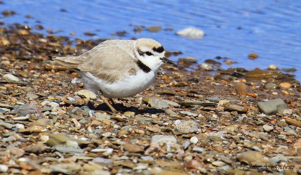 Birding Is Fun!: Lake Michigan Shoreline Birding