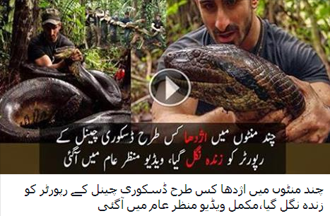 Snake Discovery Channel And Reporter Amazing Video - Zubi FunZone