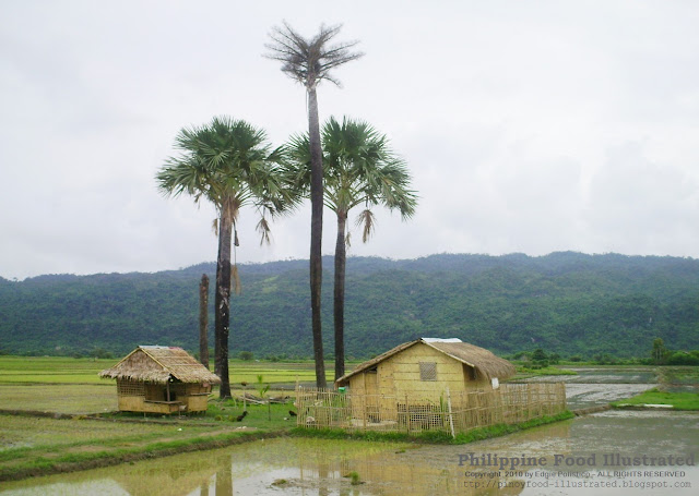 Philippine Food Illustrated: buri