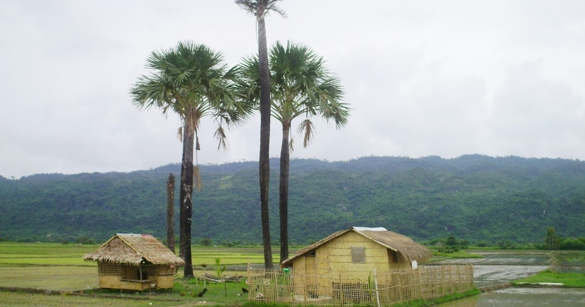 Philippine Food Illustrated: buri