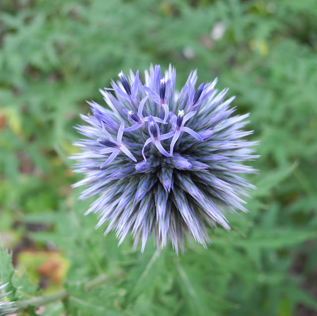 The Phytophactor: Friday Fabulous Flower - Globe Thistle, a drought ...