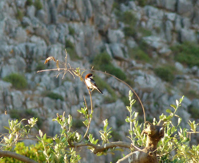 Axe Birding: Lindos, Rhodes, Greece - The Birds
