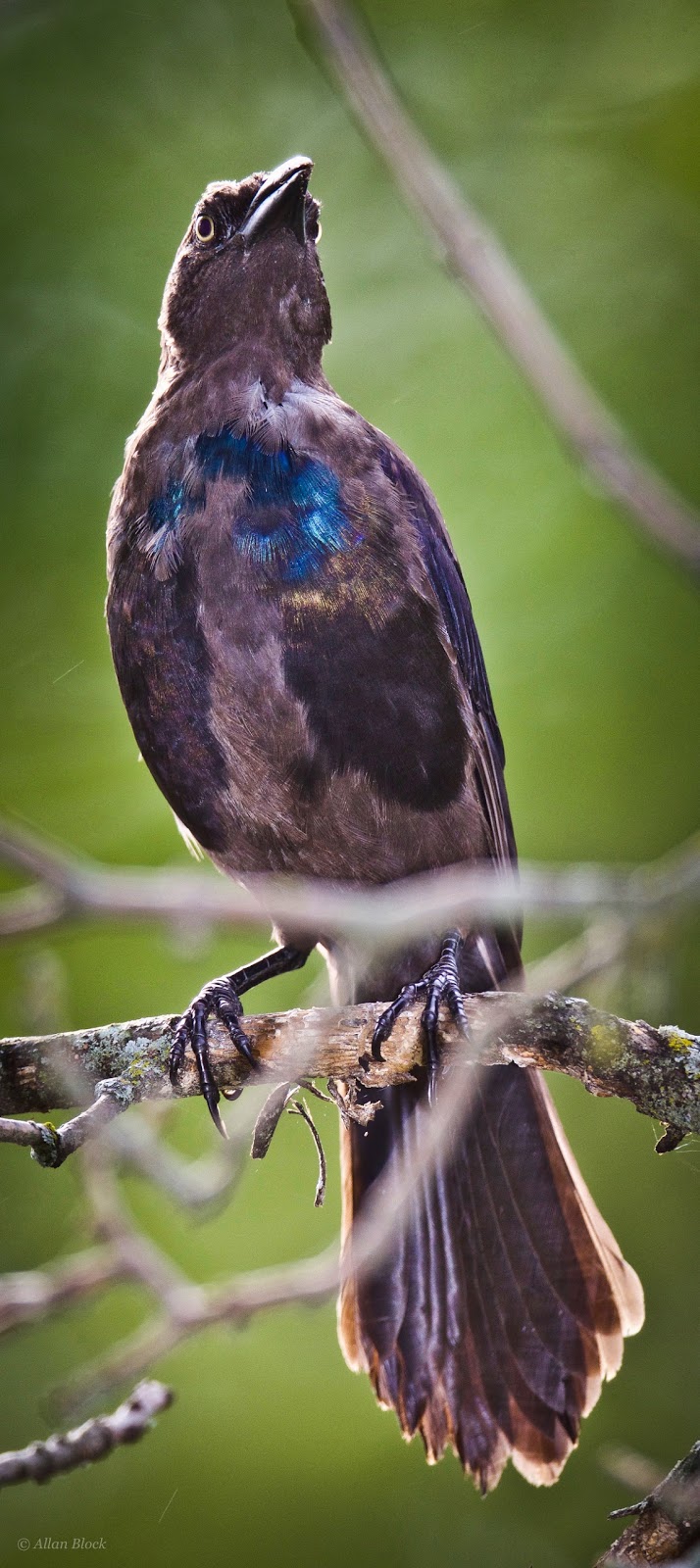 Feather Tailed Stories: Common Grackle