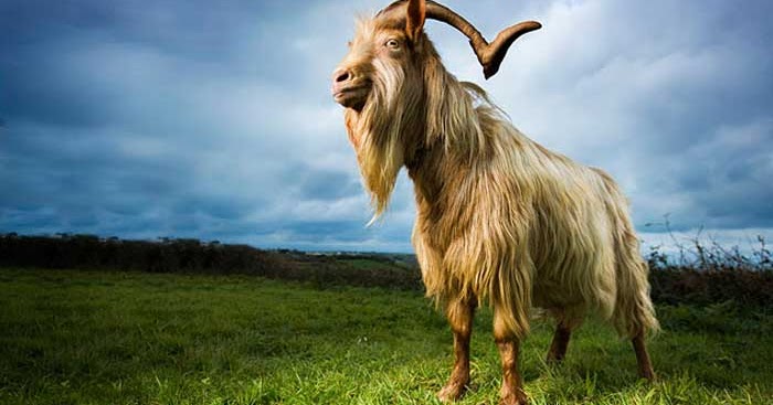 Male Goats Urinate On Their Own Heads! | Interesting Facts