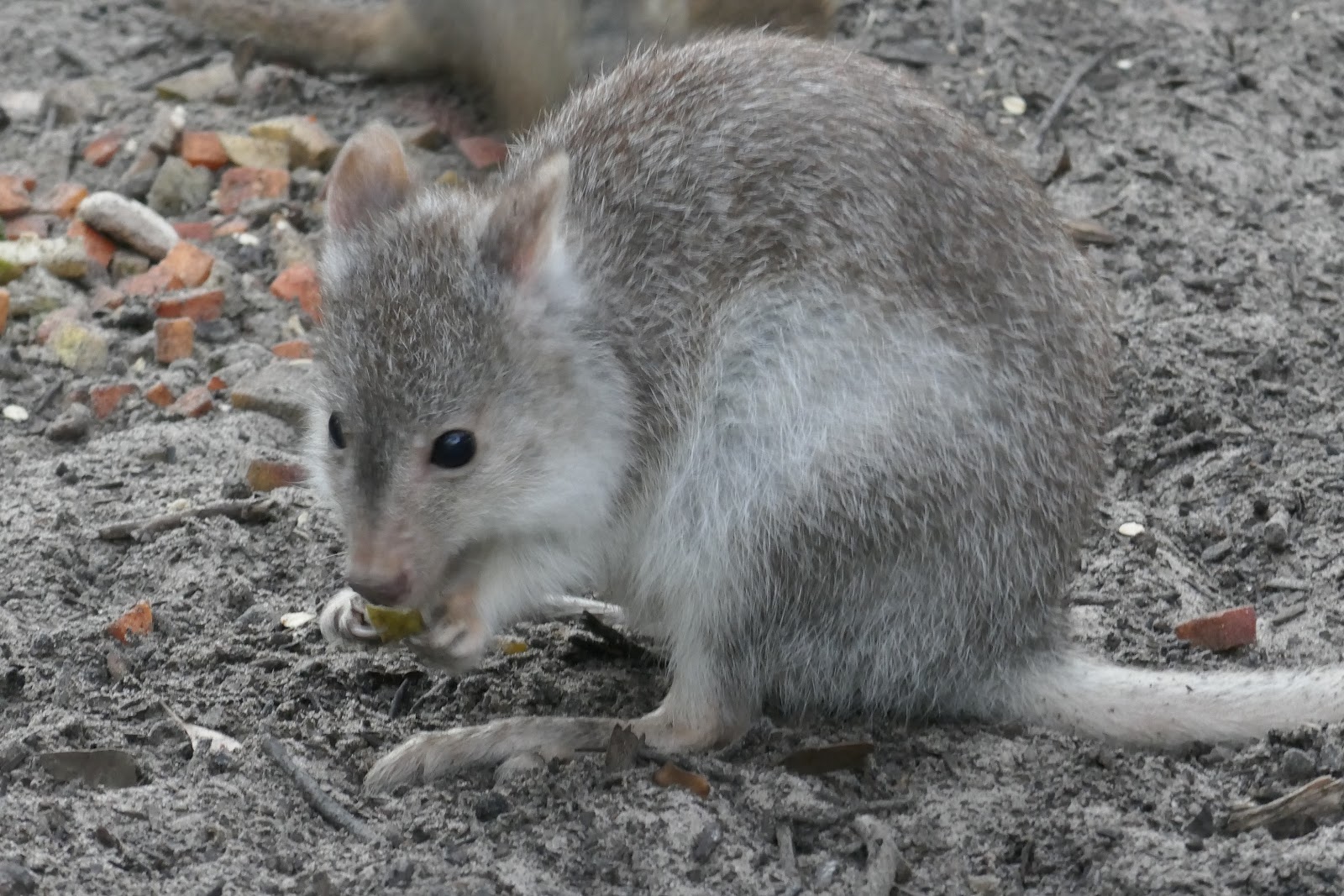 Wild Rumpus: Animals of Australia