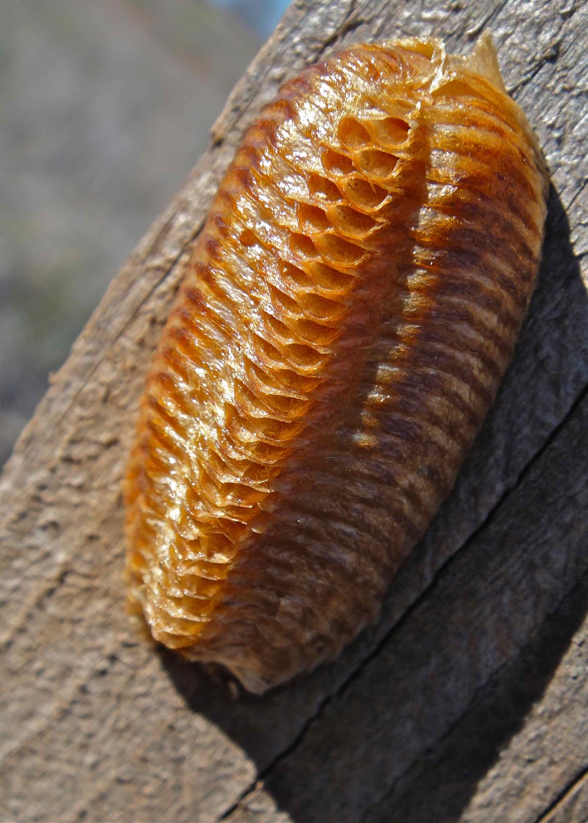 Poetry Of Spirit And Light: Prairie Incubator