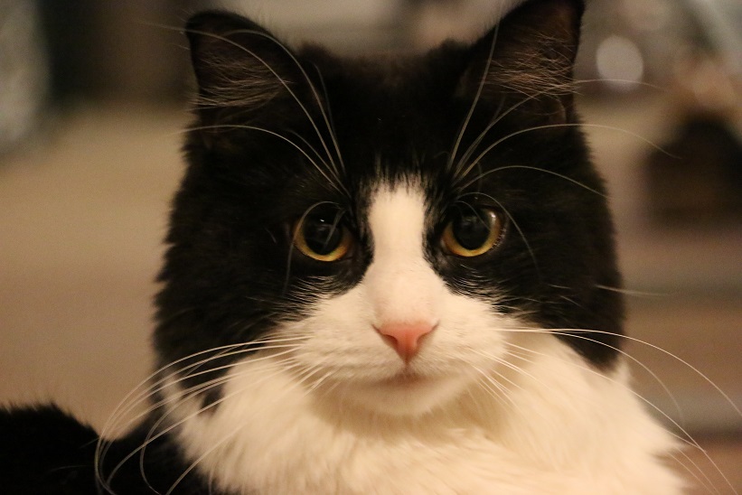 Michigan Exposures: Some Shots of the Chessie Cat