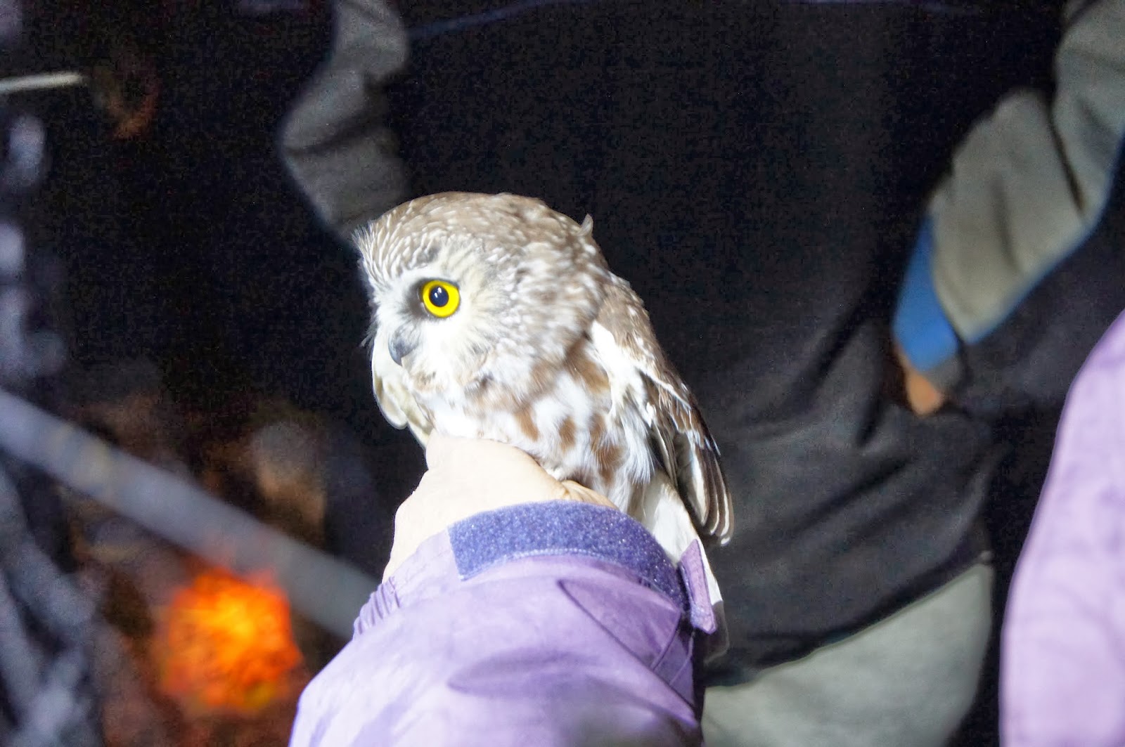 Things with Wings: A Visit to Project Owlnet