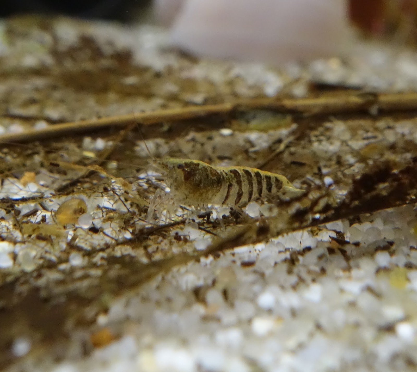 Shrimps Kingdom: Caridina cf. Babaulti var. Stripes