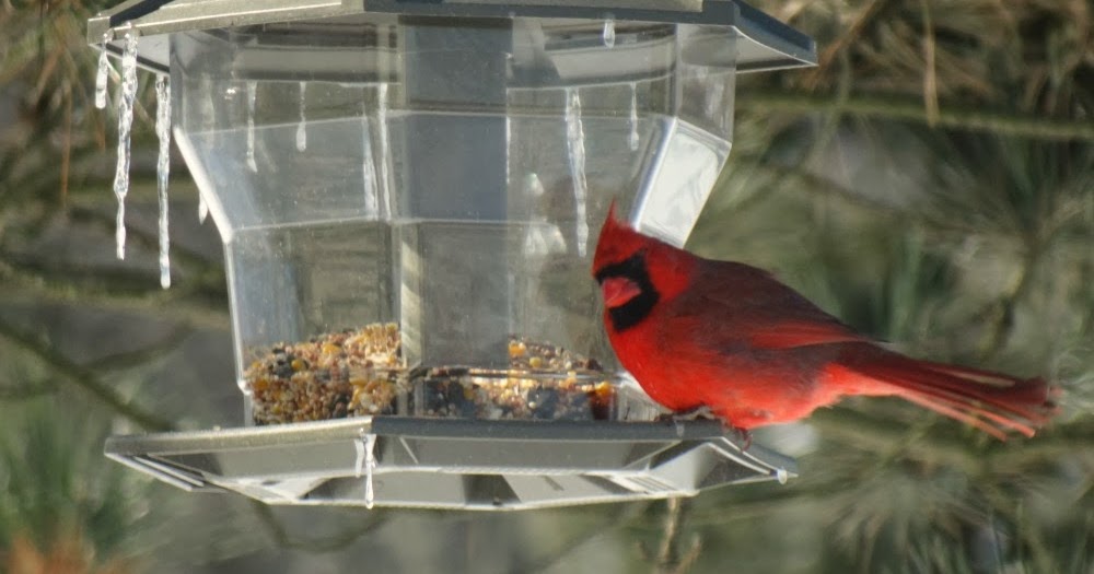 The Nest at Finch Rest: Meet The Cardinals!