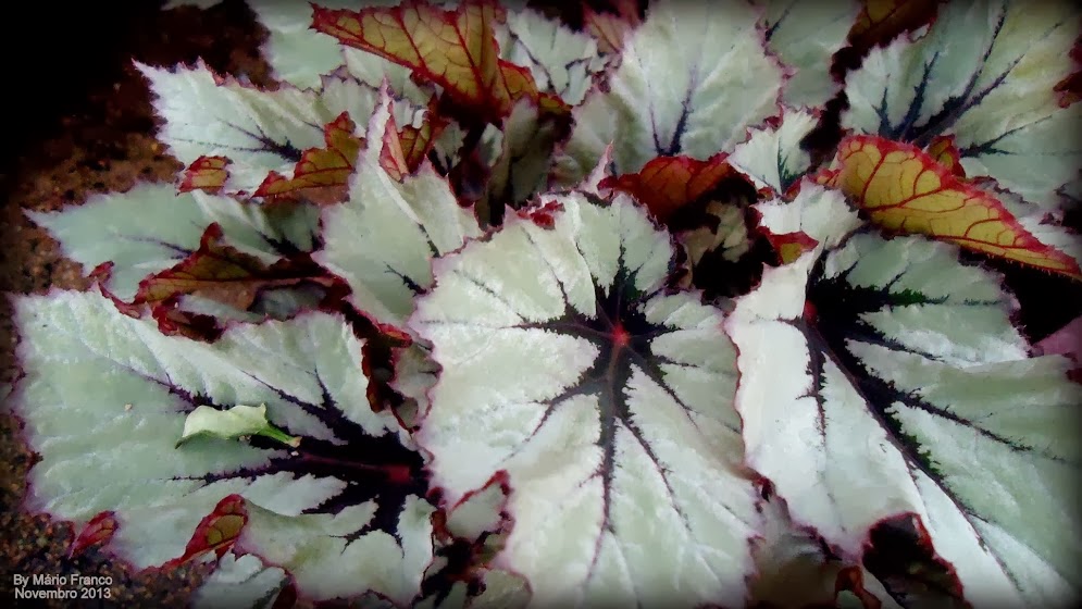 Meu Cantinho Verde: BEGONIA REX PUTZ
