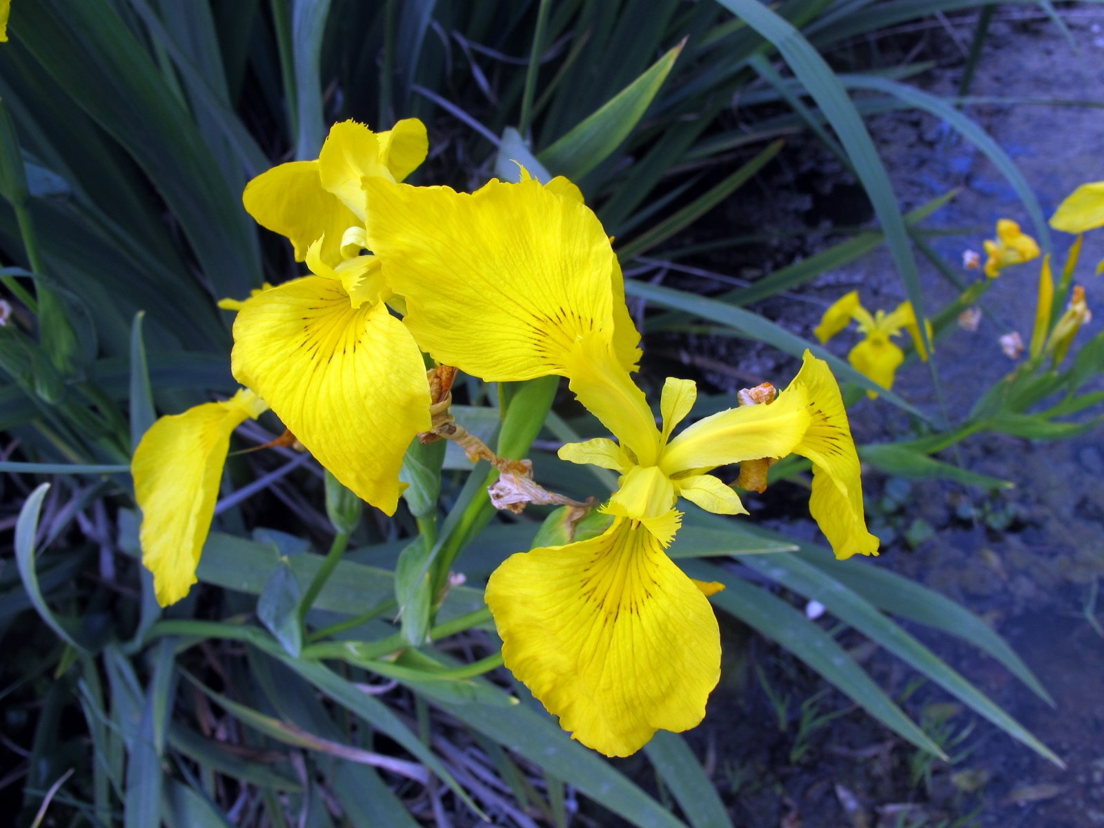 FLORA NEL SALENTO e.. anche altrove: Iris pseudacorus L. - Iridaceae ...