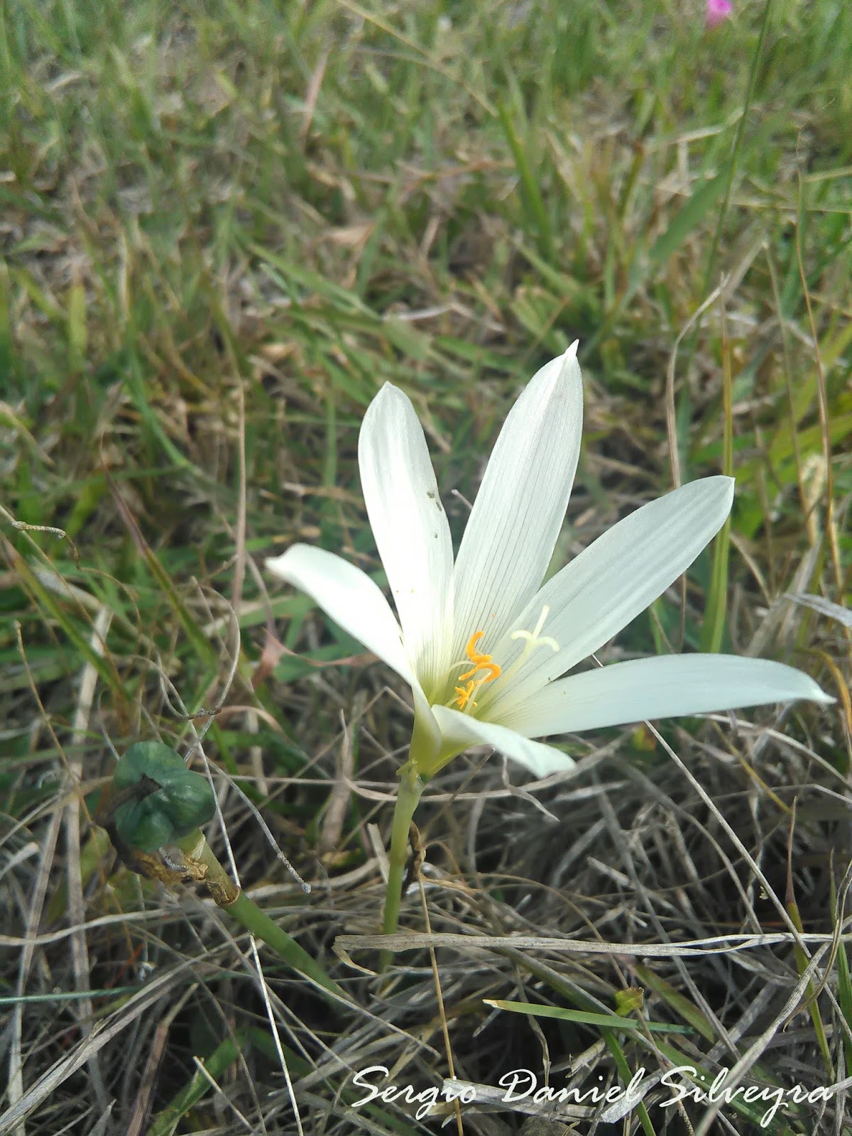 Flora Nativa de Entre Rios