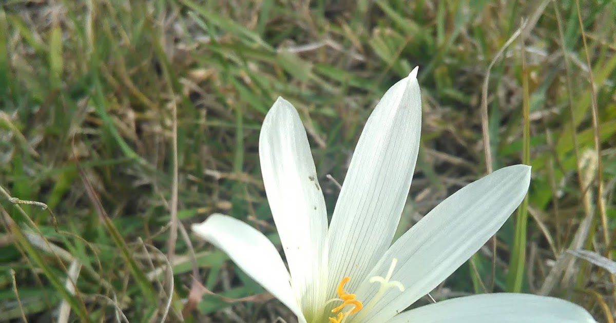 Flora Nativa de Entre Rios