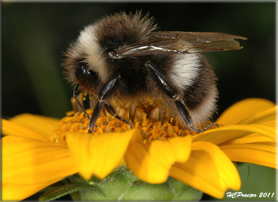 The Home Bug Garden: August 2011