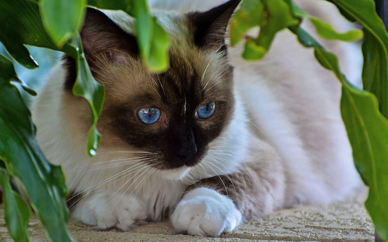 Foto Kucing Siam Asli dan Ciri-Cirinya | Foto Kucing Terbaru