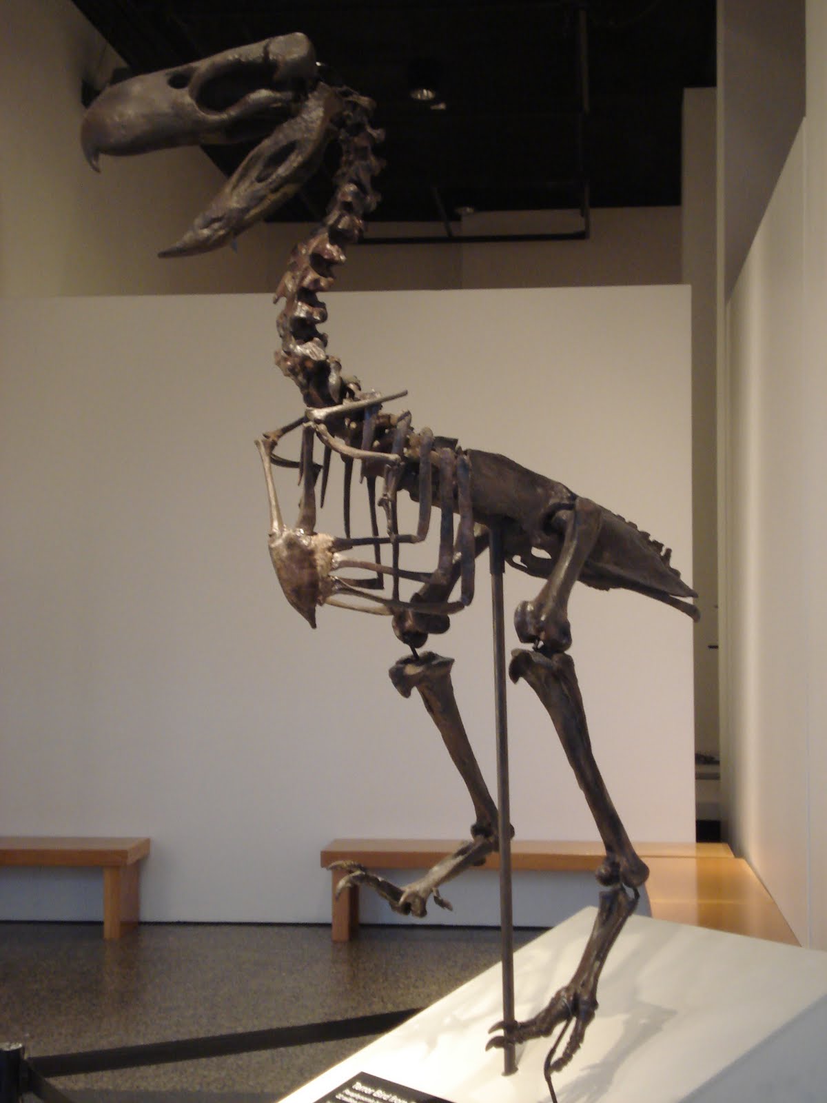 What's the Smatter?: Burke Museum and UW Seismology Lab