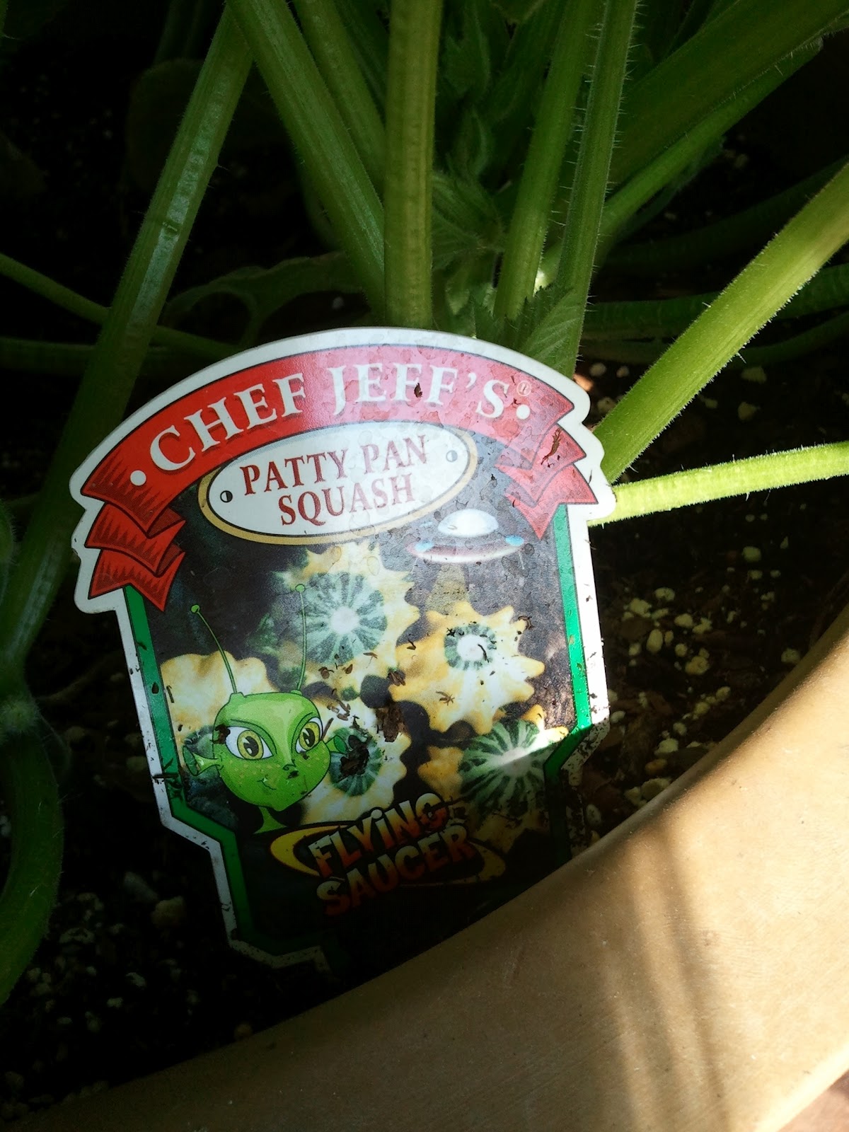 Container Gardening in Wisconsin: Patty Pan Squash in Containers