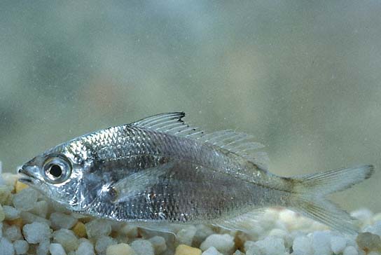 Fish Index: Spotfin Mojarra (Eucinostomus argenteus)