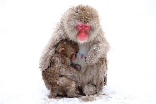 Facts About Snow Monkey