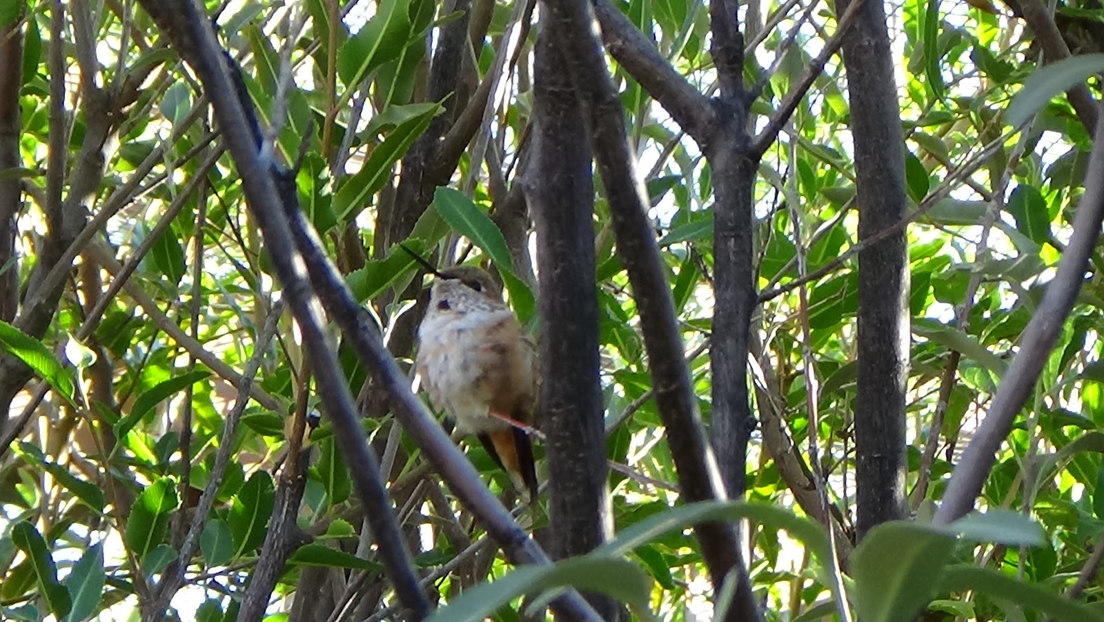 The Humming Bird Aviary (at the Arizona-Sonora Desert Museum)