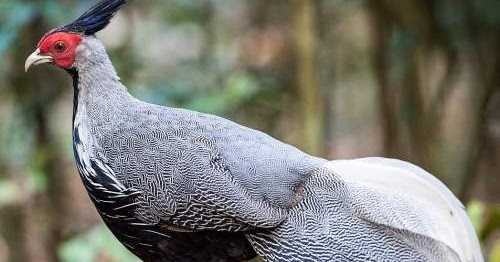 Kalij pheasant photos | Birds of India | Bird World