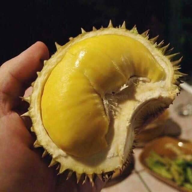 Berita TV Malaysia: Mini durian
