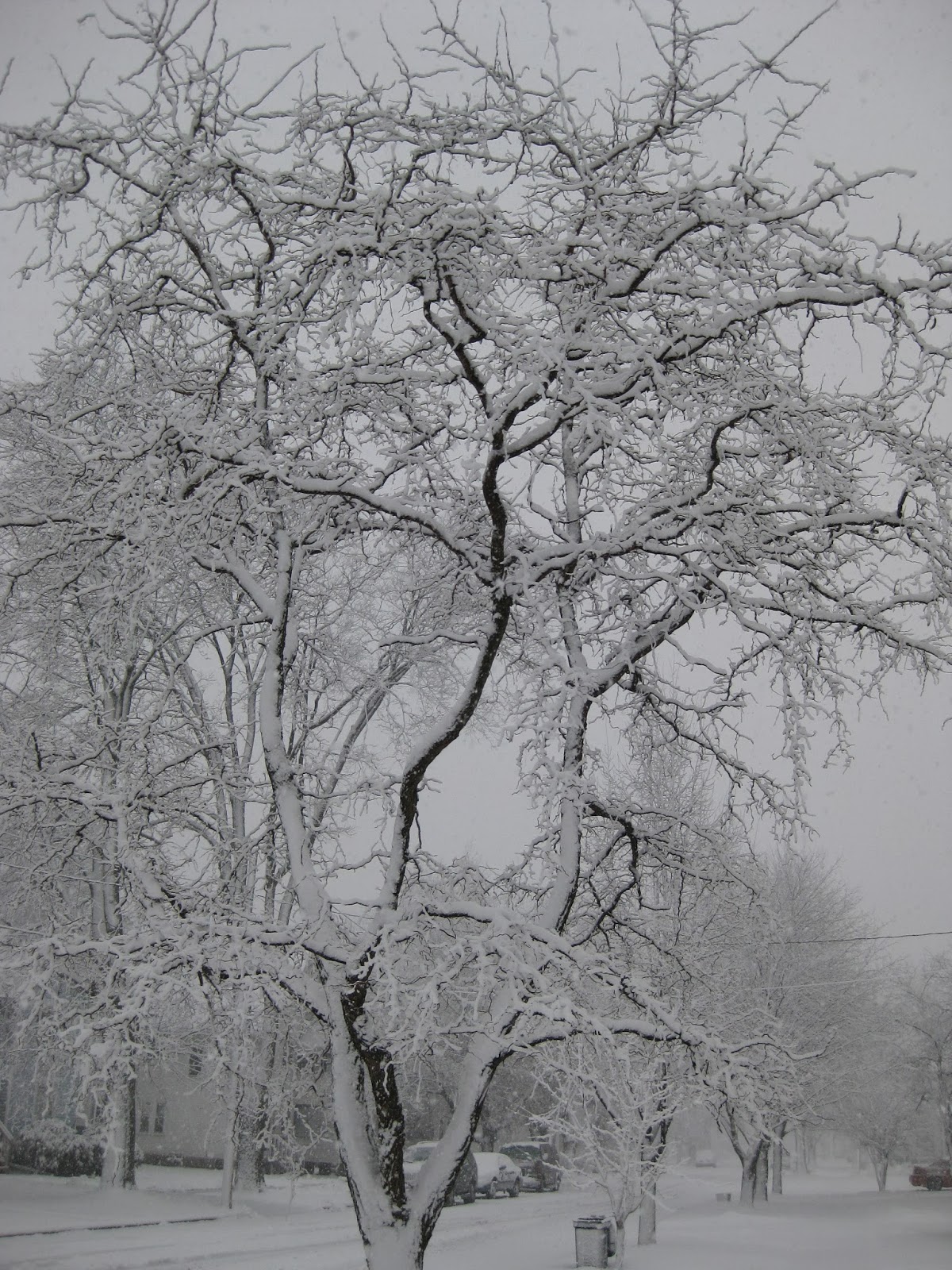 Rotary Botanical Gardens - Hort Blog: Winter Form