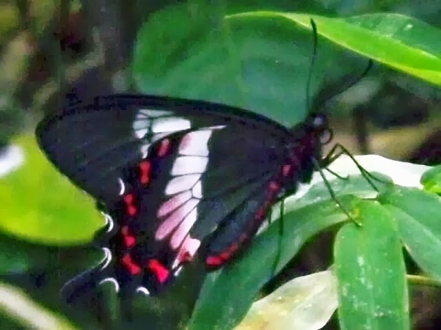 Parque Natural Municipal Chico Mendes - Recreio dos Bandeirantes - Rio ...