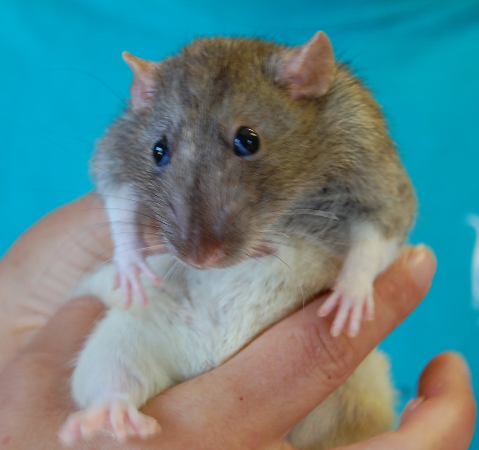 54 rescued rats need loving, responsible homes.