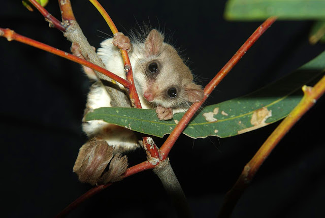 The Magic cafe: Карликовый летучий кускус (Acrobates pygmaeus)