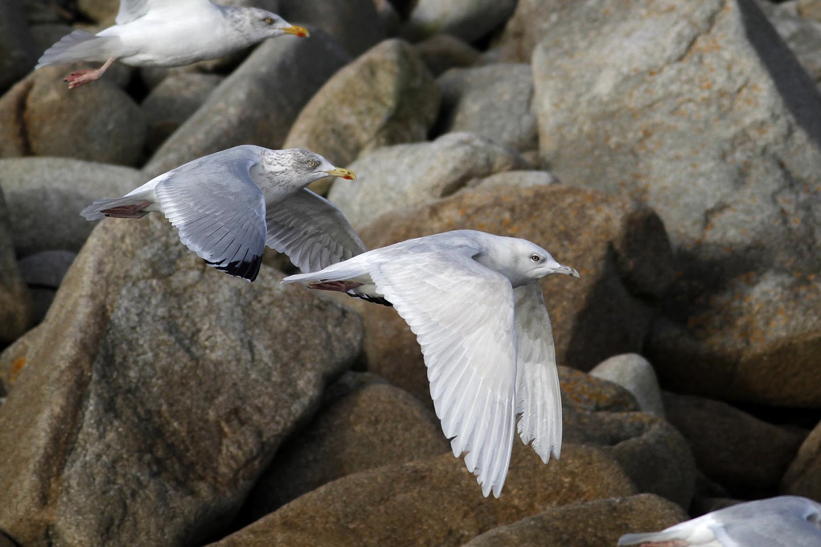 Joe Pender Wildlife Photography: Iceland Gull