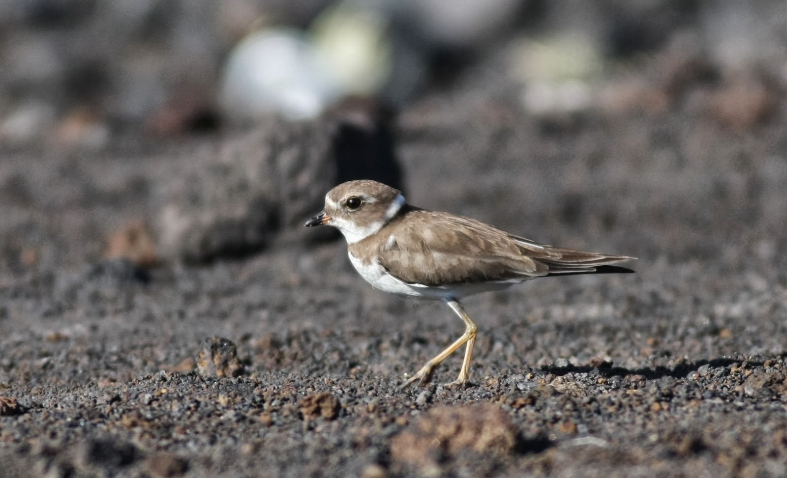 La Palma Birds: 2013